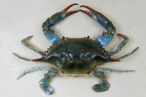 Types of Crabs in Alaska – Crabbing Hub
