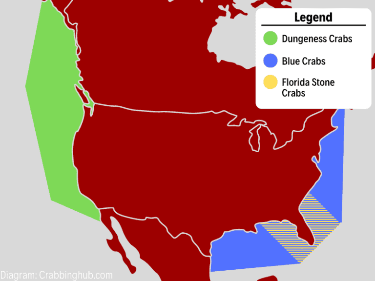 The Atlantic Blue Crab (Callinectes sapidus) – Crabbing Hub